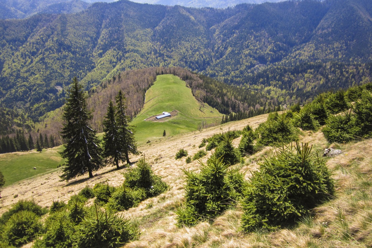 Urcatul oilor la munte - Coltisor de Romania