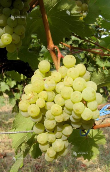 Podgoria Odobești - una dintre cele mai vechi podgorii românești ...