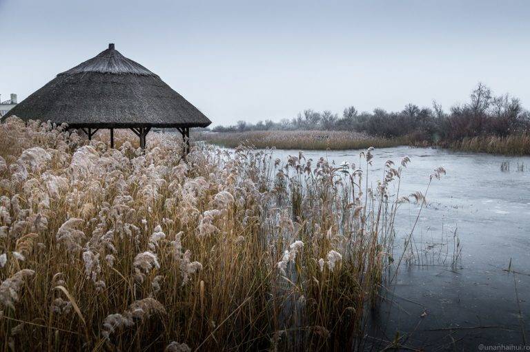 Superlativele Deltei Dunării. Pădurea Letea - un loc minunat - Coltisor ...
